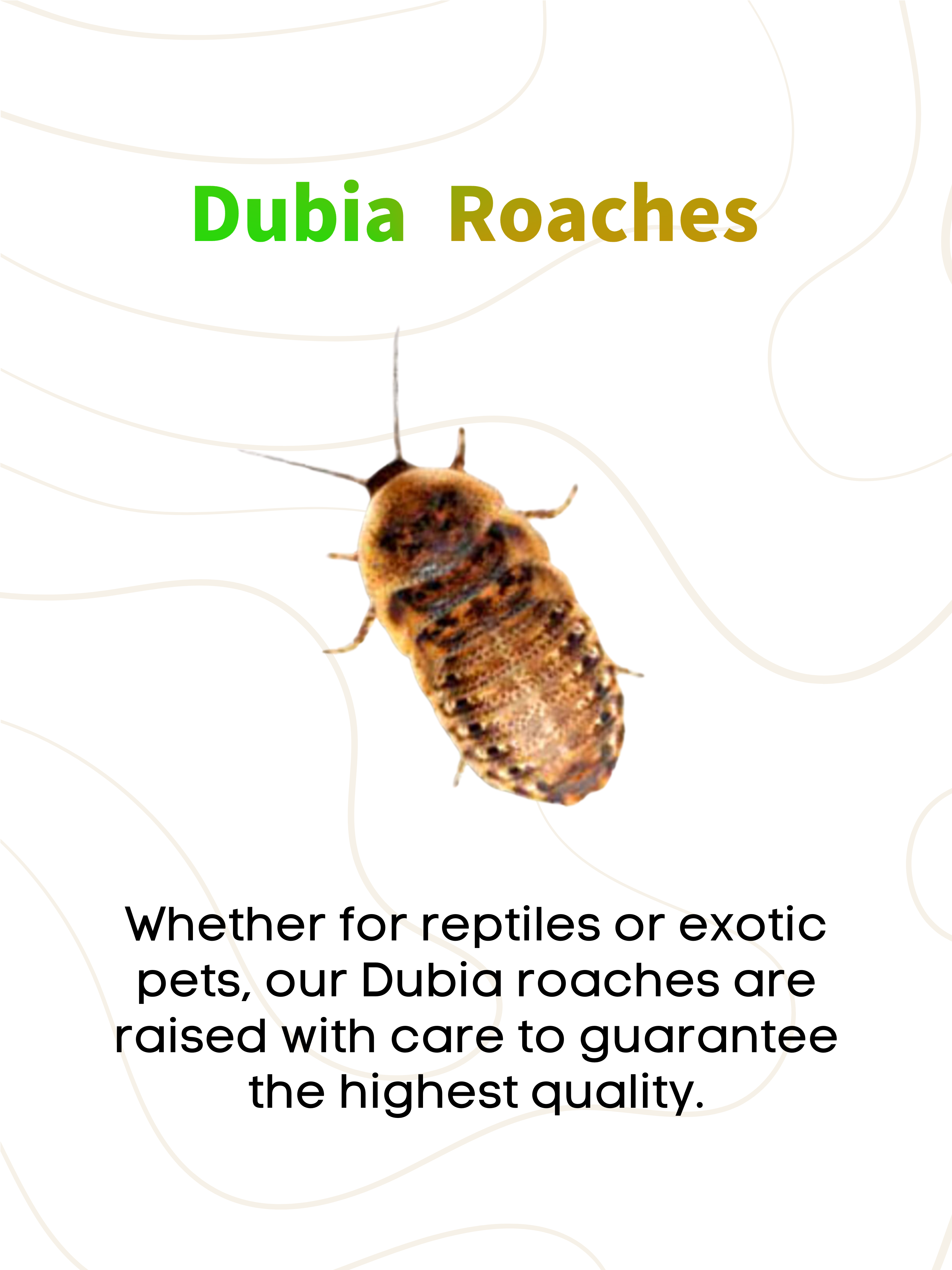 "The Dubia Dude | High Quality Dubia Roaches for your pets!